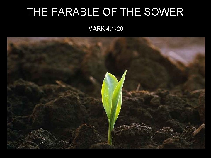 THE PARABLE OF THE SOWER MARK 4 1