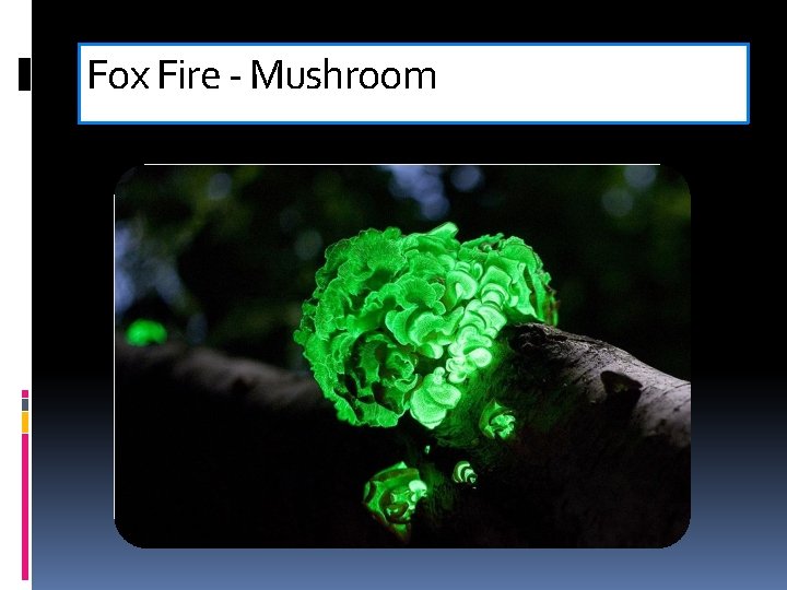 Sinem DN BIOLUMINESCENCE Subject Biology Target Students 12