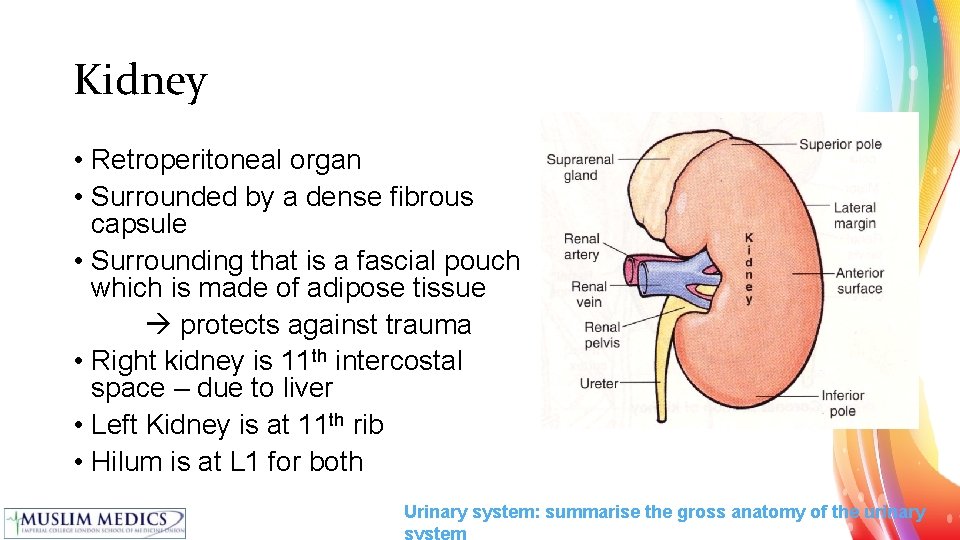 Urinary System Presented by Yvonne Tsitsiou 210519 Lecture