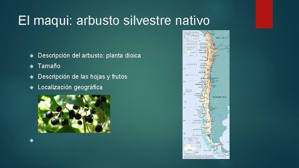Los secretos del maqui LA SUPER FRUTA CHILENA