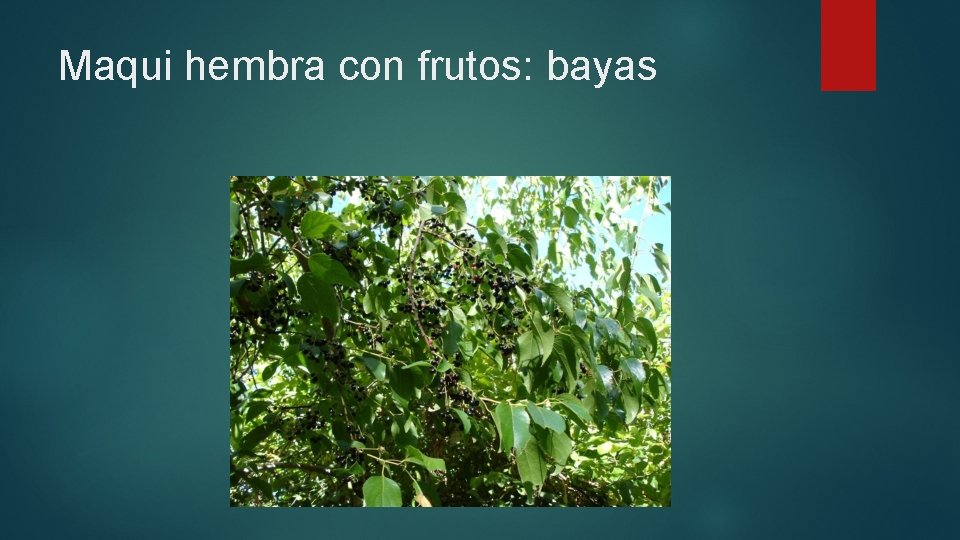 Los secretos del maqui LA SUPER FRUTA CHILENA