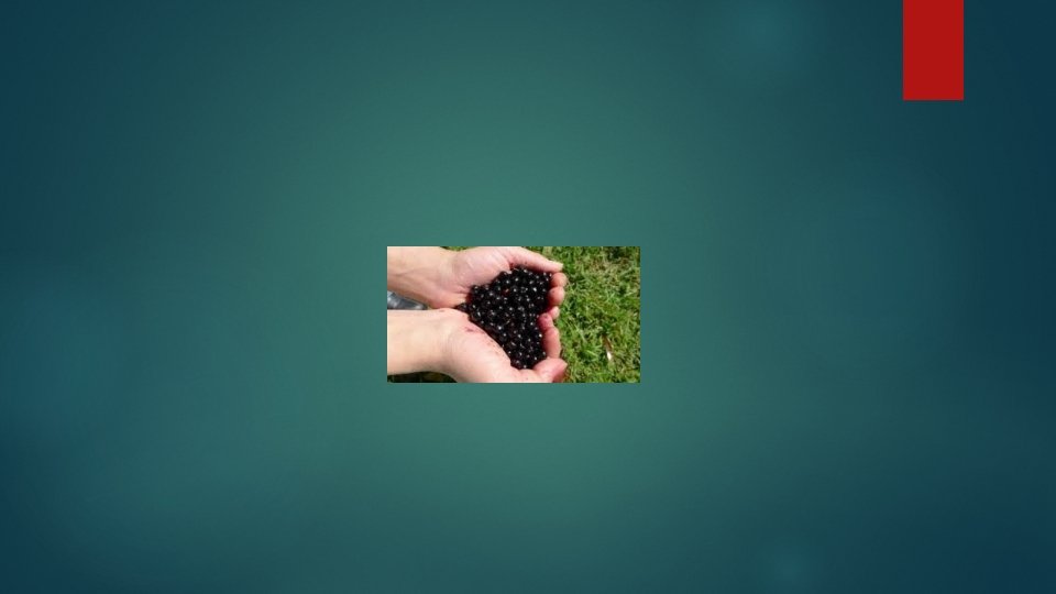 Los secretos del maqui LA SUPER FRUTA CHILENA