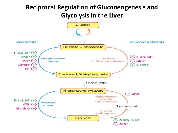 Storage Mechanisms and Control of Carbohydrate Metabolism Learning