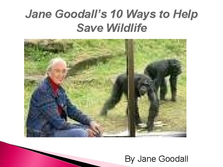 Jane Goodalls 10 Ways to Help Save Wildlife