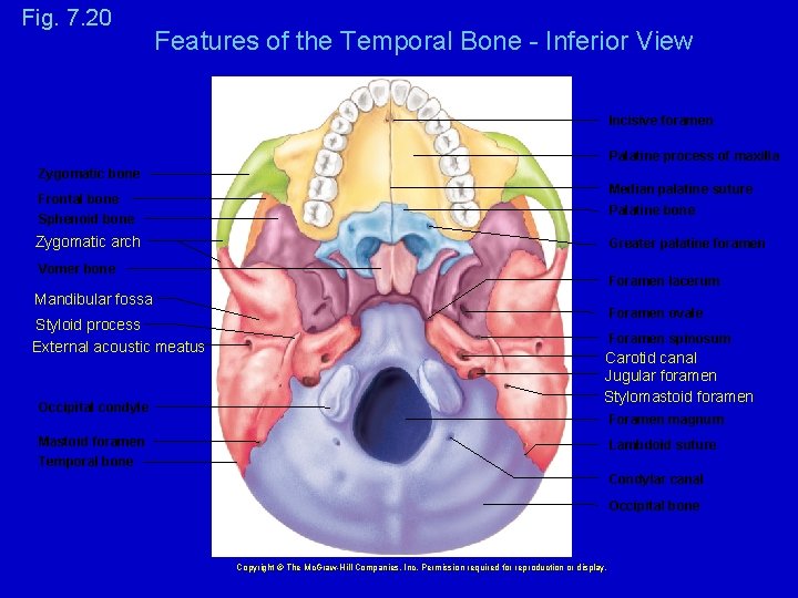Anatomy and Physiology I The Skull Cranial and