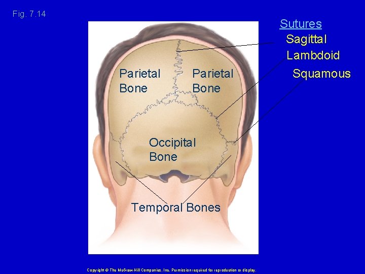 Anatomy and Physiology I The Skull Cranial and