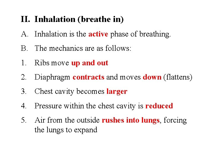 Mechanics of Breathing I Lungs are very elastic