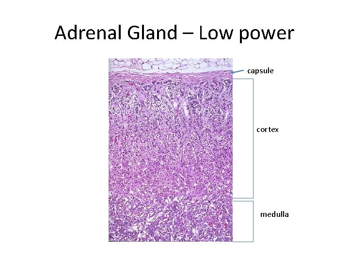 Histology for Pathology Endocrine Organs Objectives Pitutary Gland