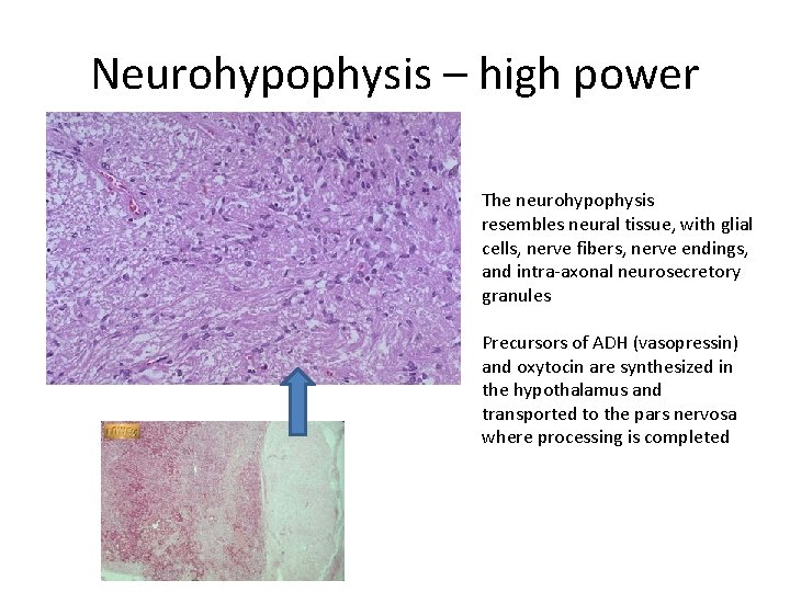 Histology for Pathology Endocrine Organs Objectives Pitutary Gland