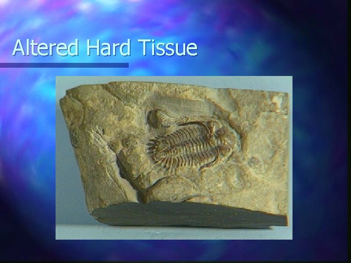 Paleontology How to become a fossil without really