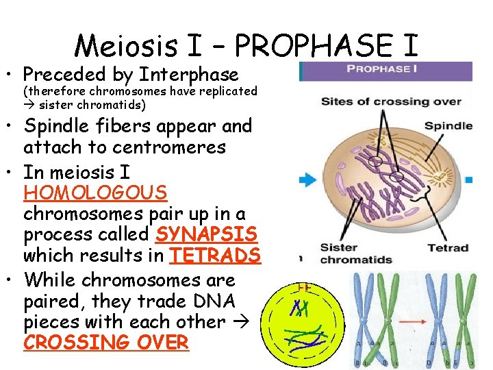 Lesson 9 3 Meiosis The Life Cycle of