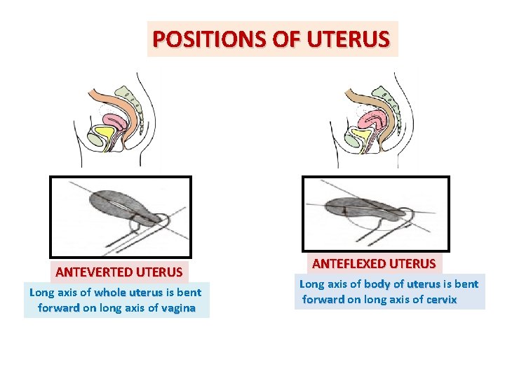 ANATOMY OF THE FEMALE REPRODUCTIVE SYSTEM Prof Ahmed