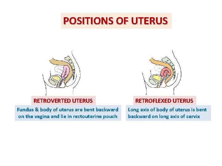 ANATOMY OF THE FEMALE REPRODUCTIVE SYSTEM Prof Ahmed