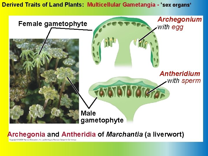 Chapter 29 Plant Diversity I How Plants Colonized