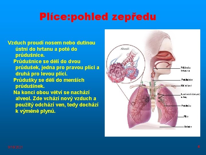 PREZENTACE PLCE Simona Jebkov Rozdlen plic 9162021 2
