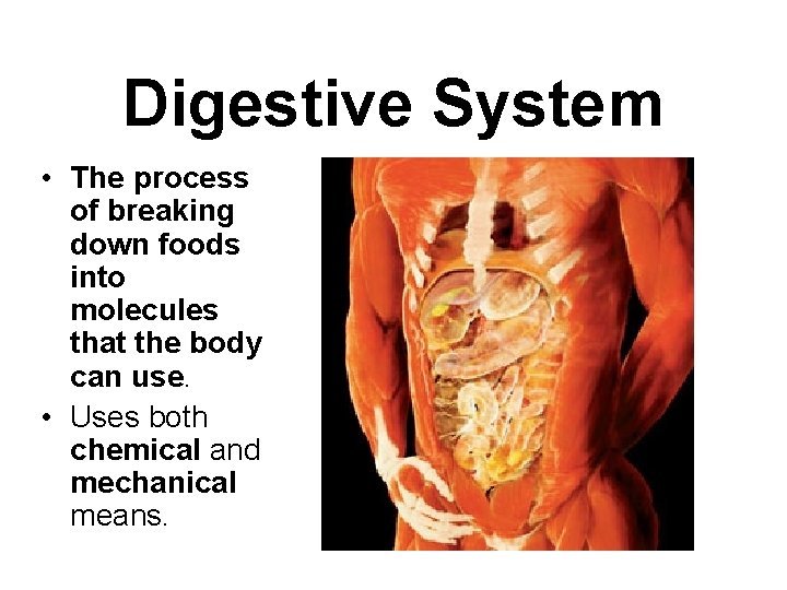 Human Body Systems Key Ideas of Homeostasis How
