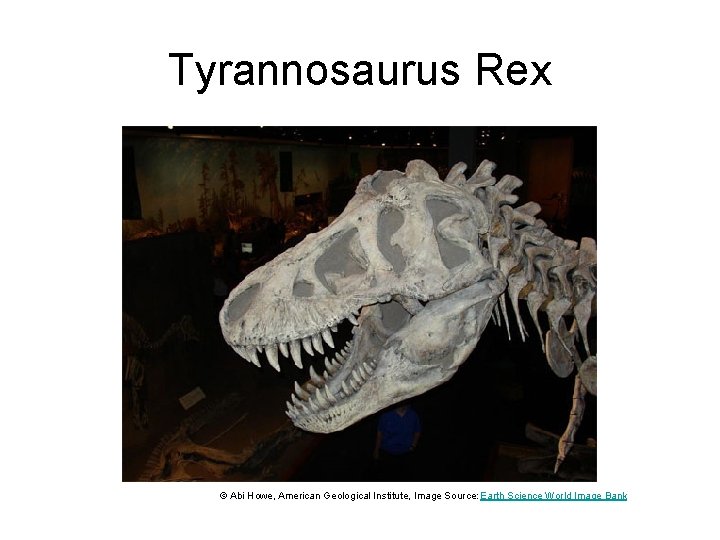 Paleontology Dinosaurs Dinosaur Bones DNM NPS Image Source