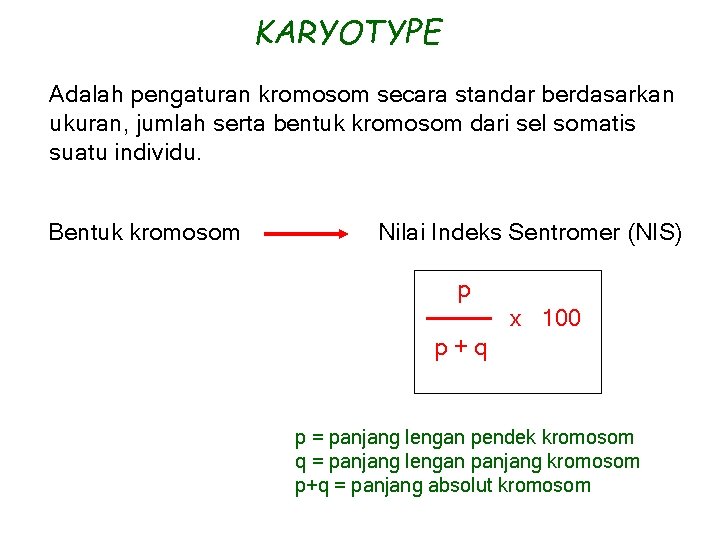 STRUKTUR KROMOSOM Kromonema jamak kromonemata pita bentuk spiral