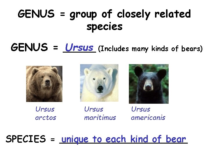 Classification of Living Things Review REMEMBER BIODIVERSITY all