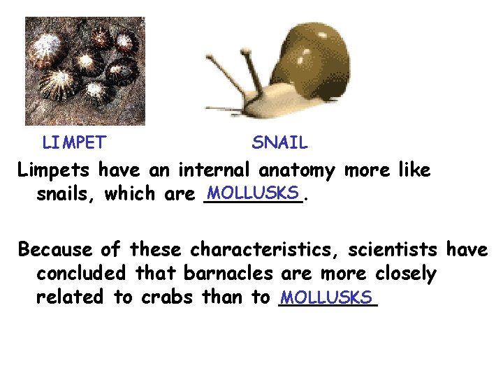 Classification of Living Things Review REMEMBER BIODIVERSITY all
