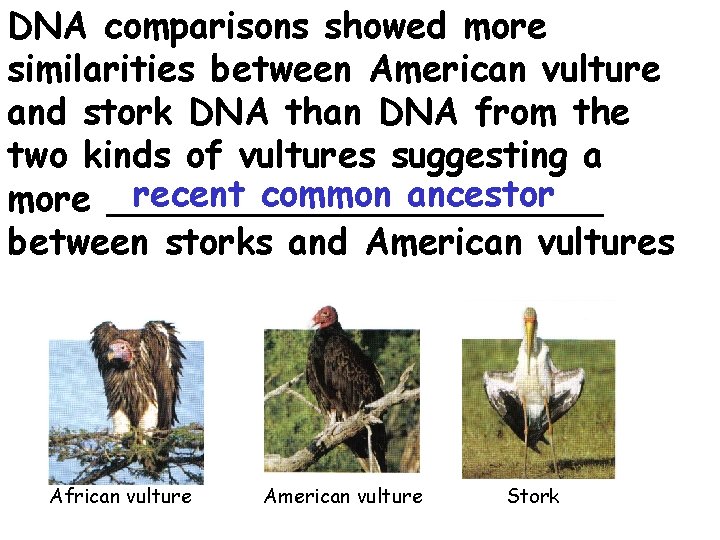 Classification of Living Things Review REMEMBER BIODIVERSITY all