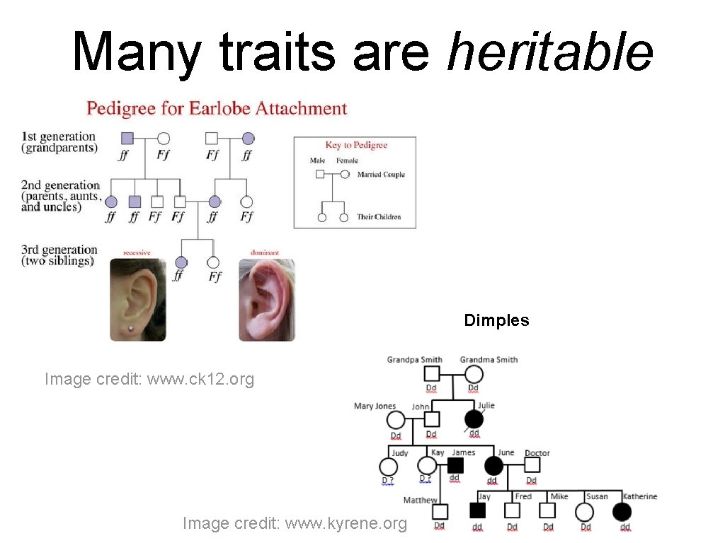 Genetics intro Stephen Ramsey and Dominique Brooks A
