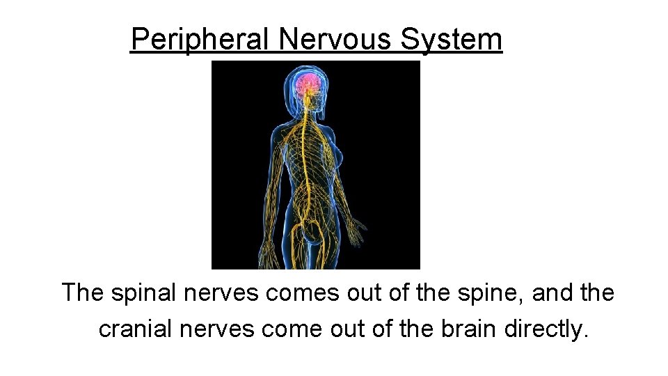 Science Starter 1 List the 5 senses 2