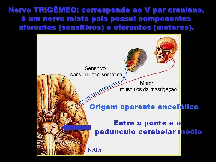NERVO TRIGMEO Nervo TRIGMEO corresponde ao V par