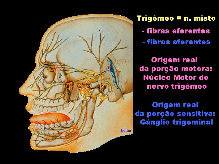 NERVO TRIGMEO Nervo TRIGMEO corresponde ao V par