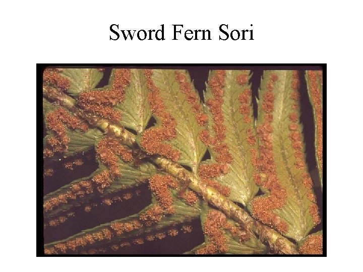 BiolEnvs 160 Plants Taught by Stuart Allison Winter