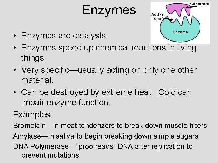 Biology 1 Review Hierarchy of life Atom molecule