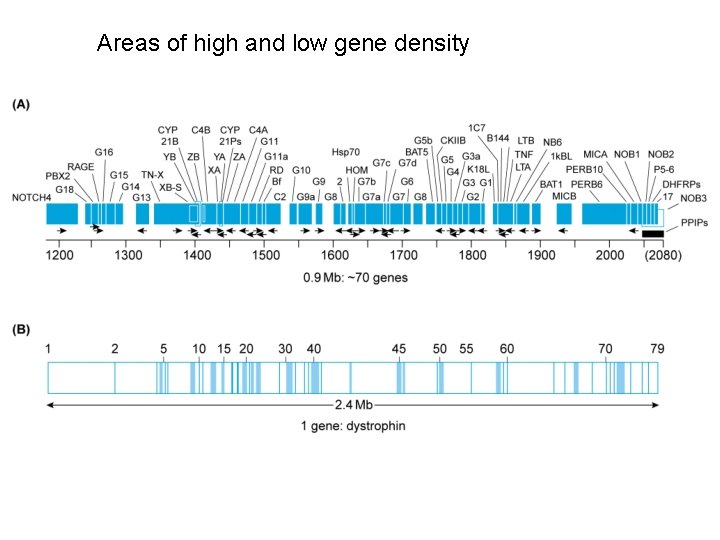 Lecture Outline 12705 The human genome Most of