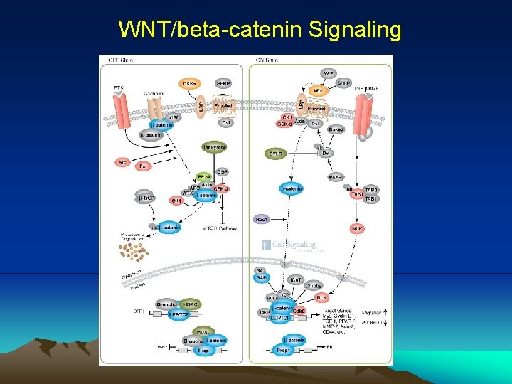 Crosstalk between Wntcatenin and Notch signaling in the