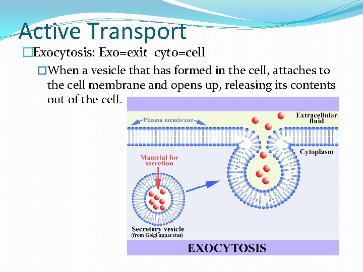 Homeostasis and Transport across membranes Ch 5 p