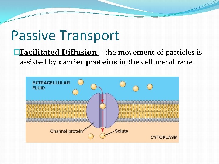 Homeostasis and Transport across membranes Ch 5 p