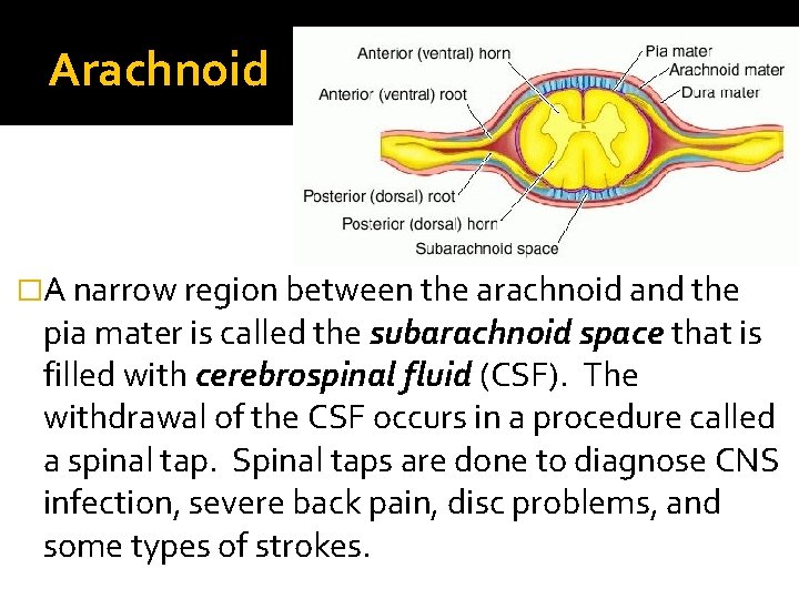 Spinal Cord and Nerves Nervous System Gross Anatomy