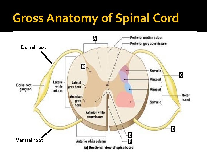 Spinal Cord and Nerves Nervous System Gross Anatomy
