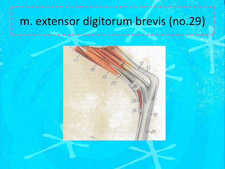 EXTREMITAS CAUDAL I LATERAL REGIO PADA KAKI BELAKANG