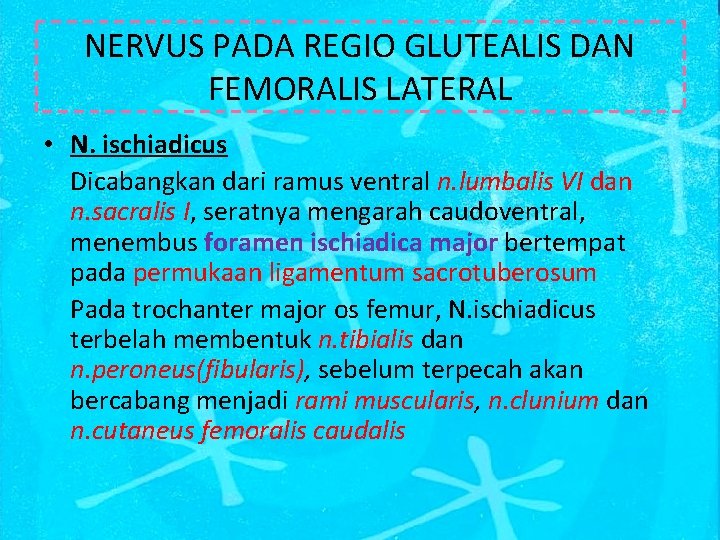 EXTREMITAS CAUDAL I LATERAL REGIO PADA KAKI BELAKANG
