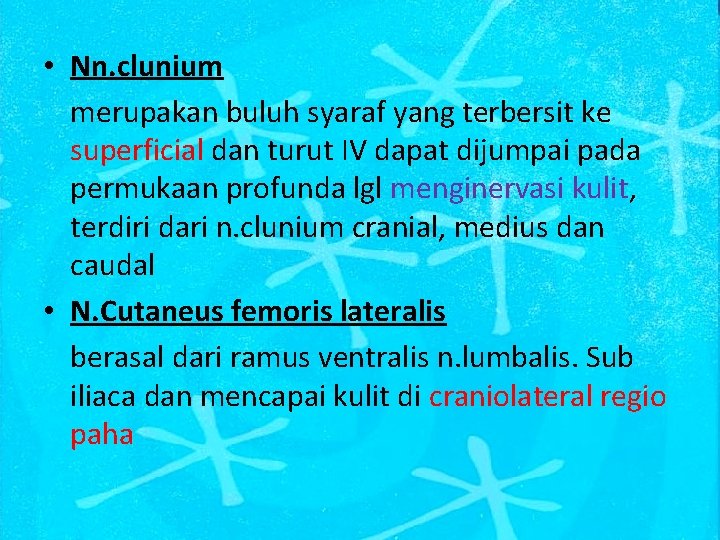 EXTREMITAS CAUDAL I LATERAL REGIO PADA KAKI BELAKANG