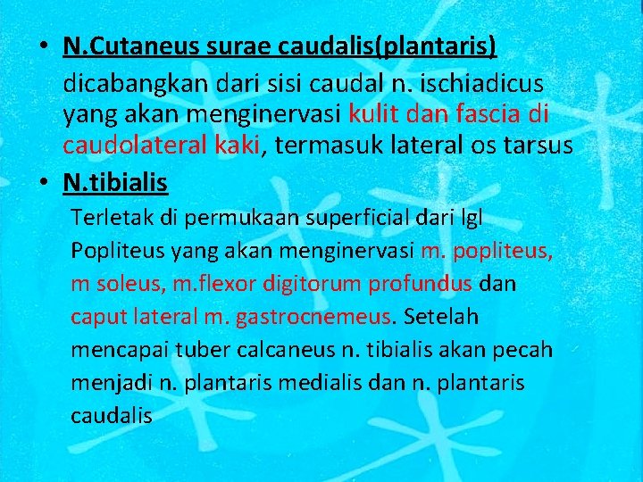 EXTREMITAS CAUDAL I LATERAL REGIO PADA KAKI BELAKANG