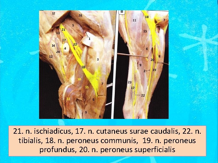 EXTREMITAS CAUDAL I LATERAL REGIO PADA KAKI BELAKANG