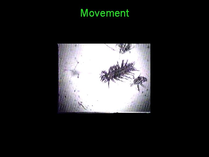 Ch 11 Phylum Annelida The segmented worms Class