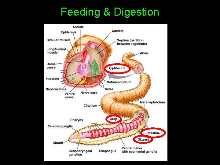 Ch 11 Phylum Annelida The segmented worms Class