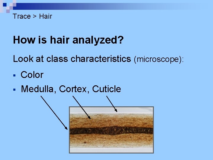 Chapter 8 Hair Fiber Paint What is hair