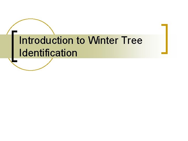Introduction to Winter Tree Identification Coniferous Trees n