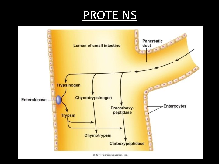 GASTROINTESTINAL PHYSIOLOGY ChapterII DIGESTION and ABSORPTION Ass Prof