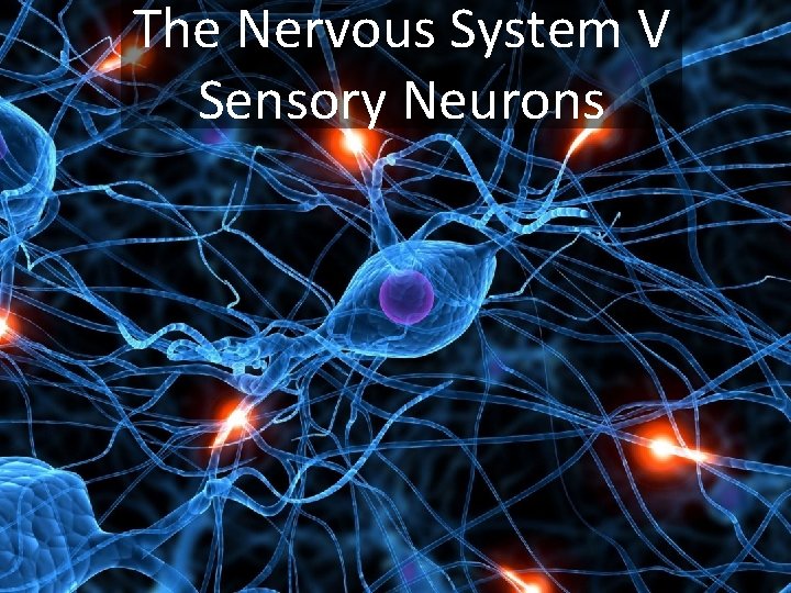 The Nervous System V Sensory Neurons Todays Lesson