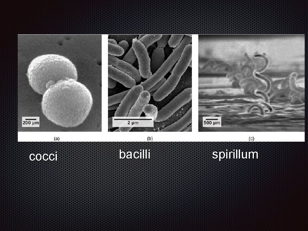 Cell Biology cells the basic unit of all