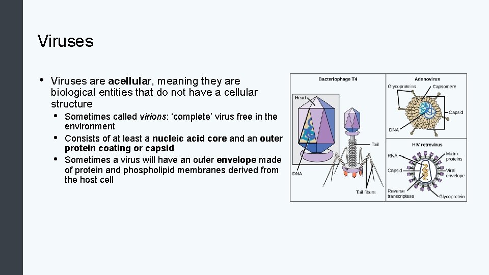 Biology I for NonMajors Module 8 DNA Structure